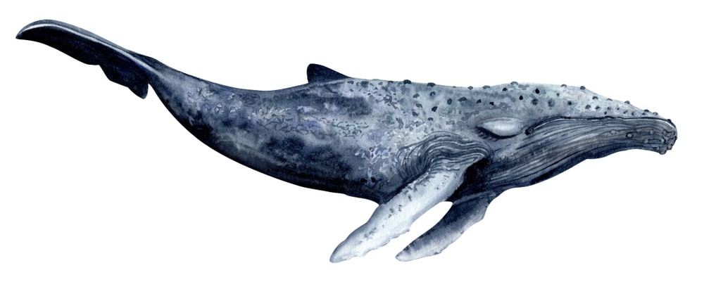 Il leviatano, sovrano degli abissi e balena comune - JoiMag